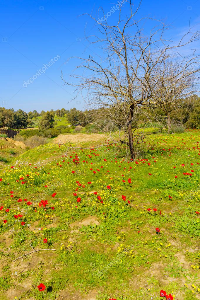 Vista de las flores de anémona roja, el valle de Gerar, y el paisaje ...