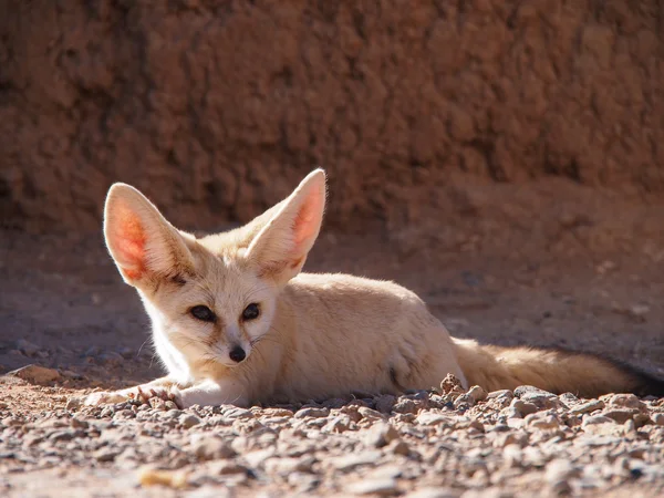 Egyptian fox Stock Photos, Royalty Free Egyptian fox Images | Depositphotos
