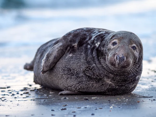 Cara De Foca Bebé Negra