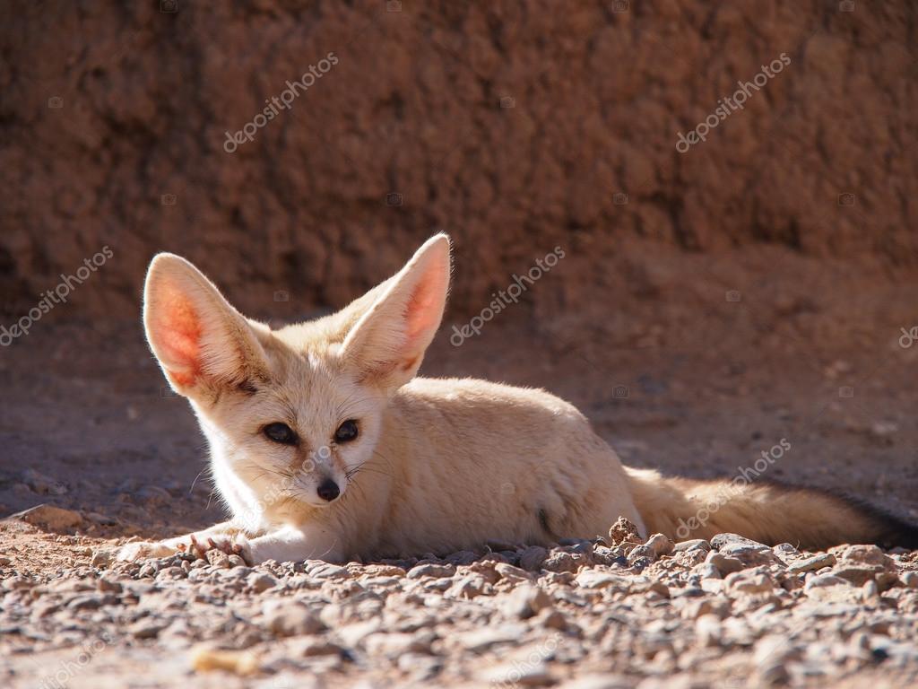 Raposa do deserto — Fotografias de Stock © paradoxdes #49595719