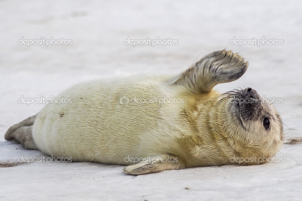 Grey Seal pup waiting for its' mother — Stock Photo © paradoxdes #49595953