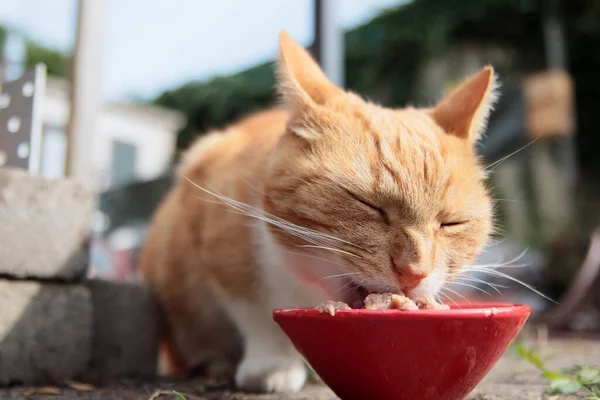 Ginger cat enjoying food. Cute cat eating in the garden. Close up ...