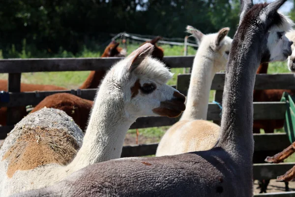 Alpacas on farm. Beautiful domestic animals on farm. Summer day on a ...