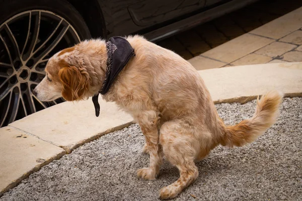 Dog pooping fotos de stock, imágenes de Dog pooping sin royalties ...