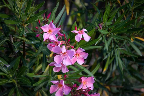Purple Oleander Flower