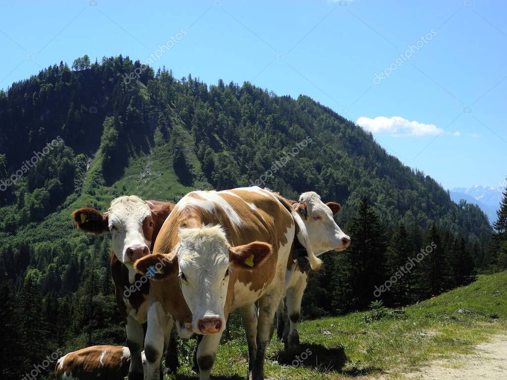 Vacas pastando en un pasto alpino, animales de granja en las montañas 2022
