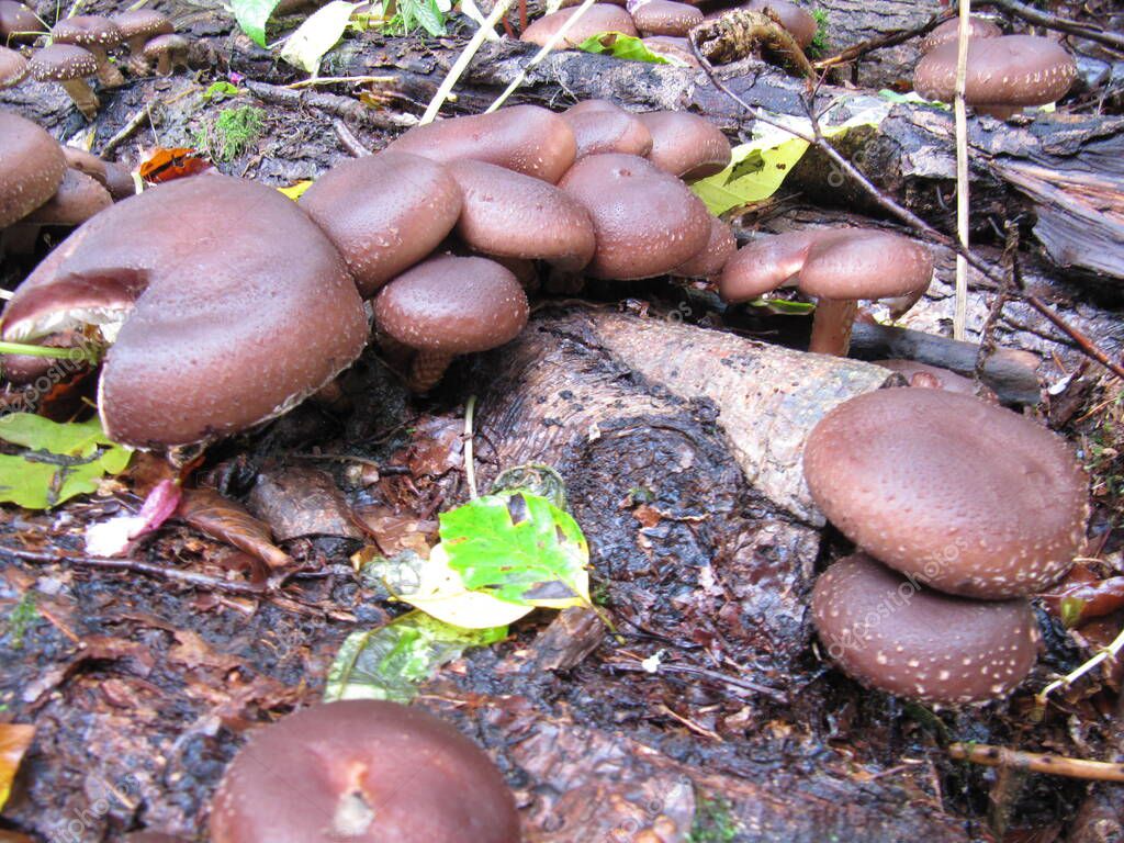 la cría de setas en la agricultura, el cultivo de setas y hongos 2022
