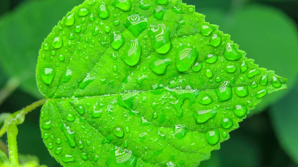 Real nature wallpapers Stock Photos, Royalty Free Real nature ...