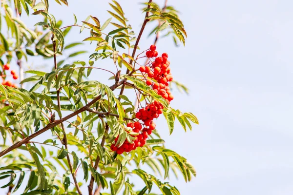 Árbol de zumaque Stock Photos, Royalty Free Árbol de zumaque Images ...