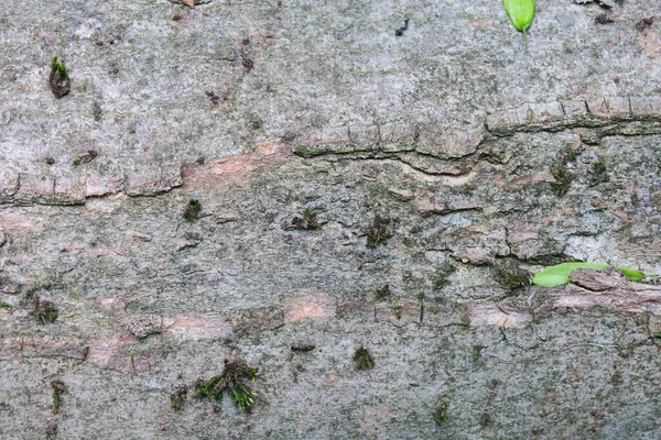 Tree subsidence Stock Photos, Royalty Free Tree subsidence Images ...