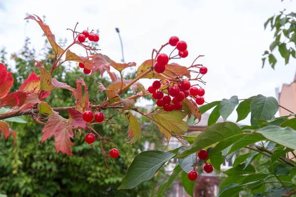 Cherry picker tree Stock Photos, Royalty Free Cherry picker tree Images ...
