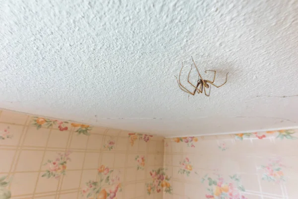 Spider Hanging From Ceiling Meaning | Shelly Lighting