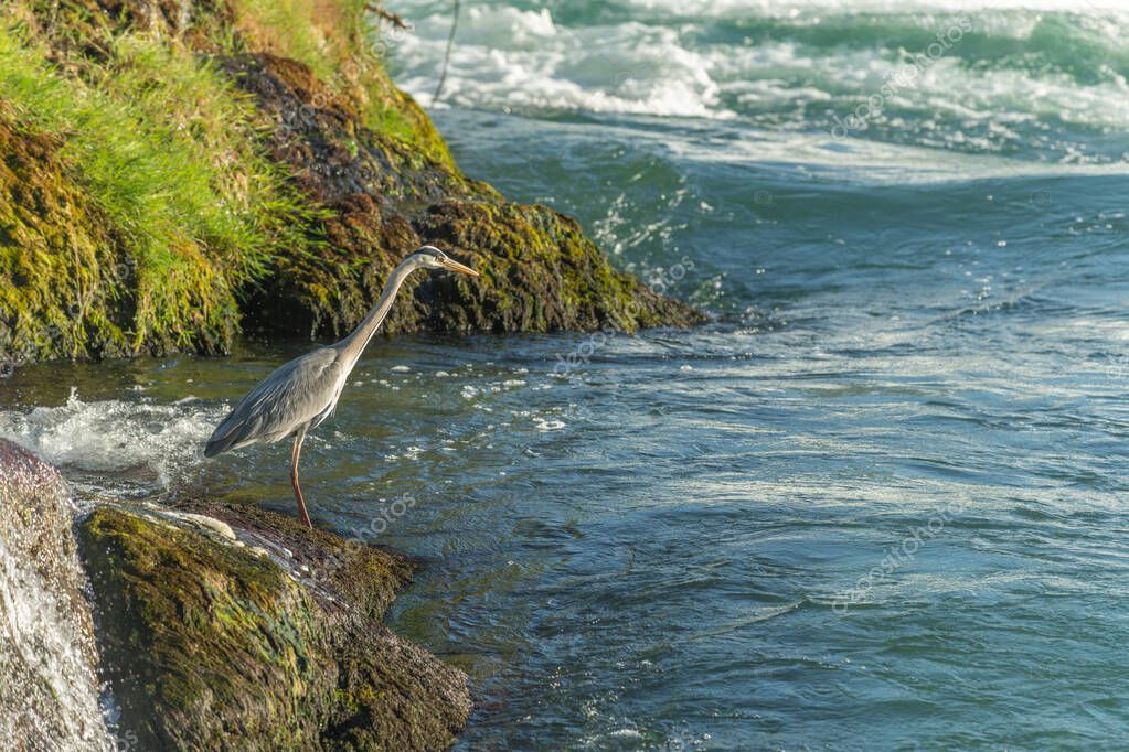 Garza gris (ardea cinerea) en el borde del agua frente a la cascada de ...