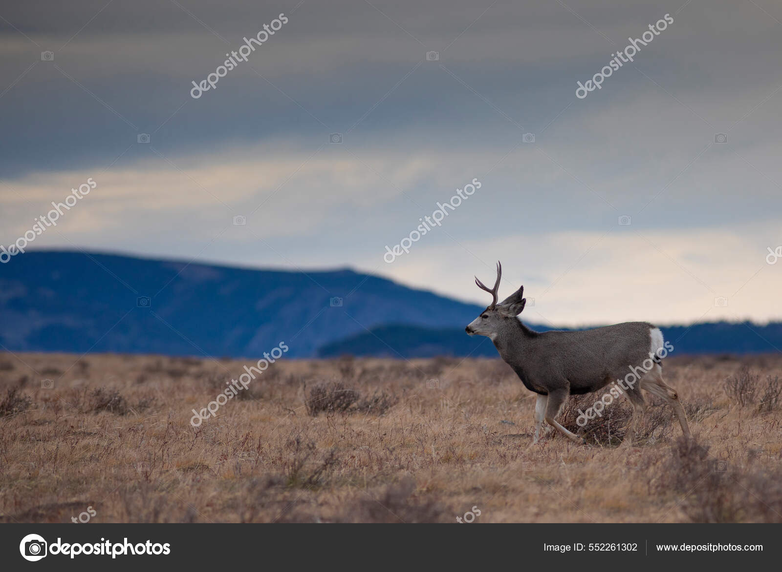 Young Mule Deer Buck Walking Montana Late Autumn Stock Photo by ©gsagi ...