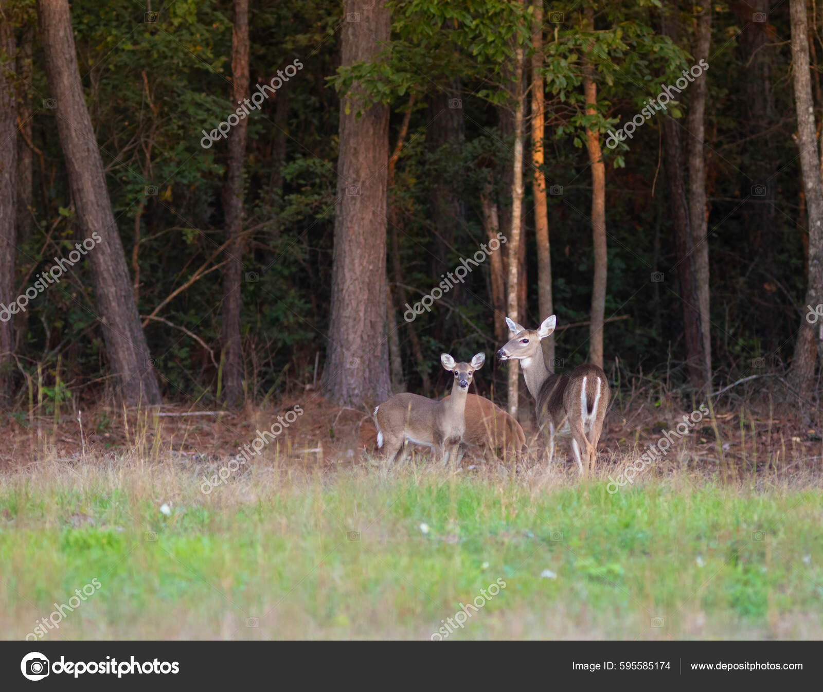 Three Deer Forest Hoke County North Carolina — Stock Photo © gsagi ...