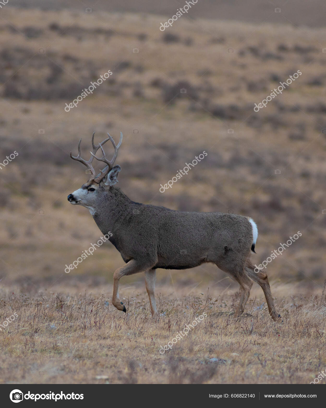 Mule Deer Running