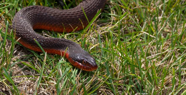 Imágenes de Serpientes de florida, fotos de Serpientes de florida sin ...