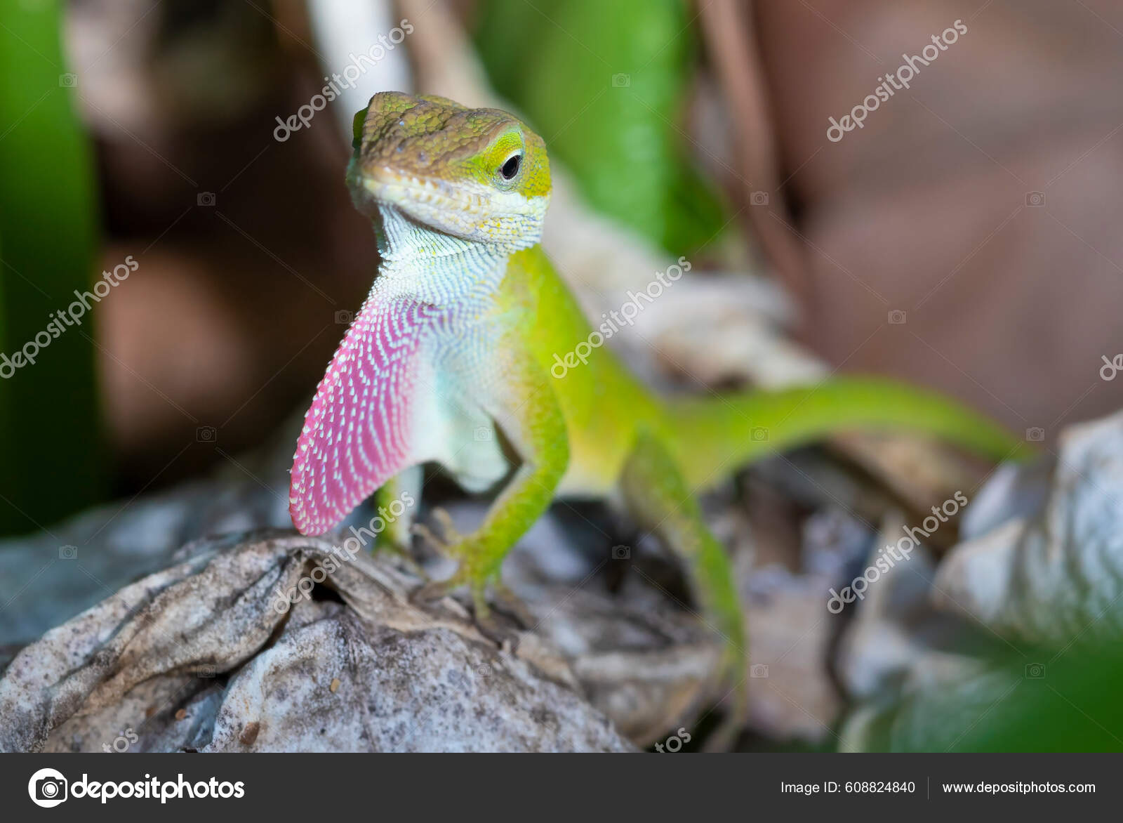 Red Neck Attract Gecko Mate North Carolina — Stock Photo © gsagi #608824840
