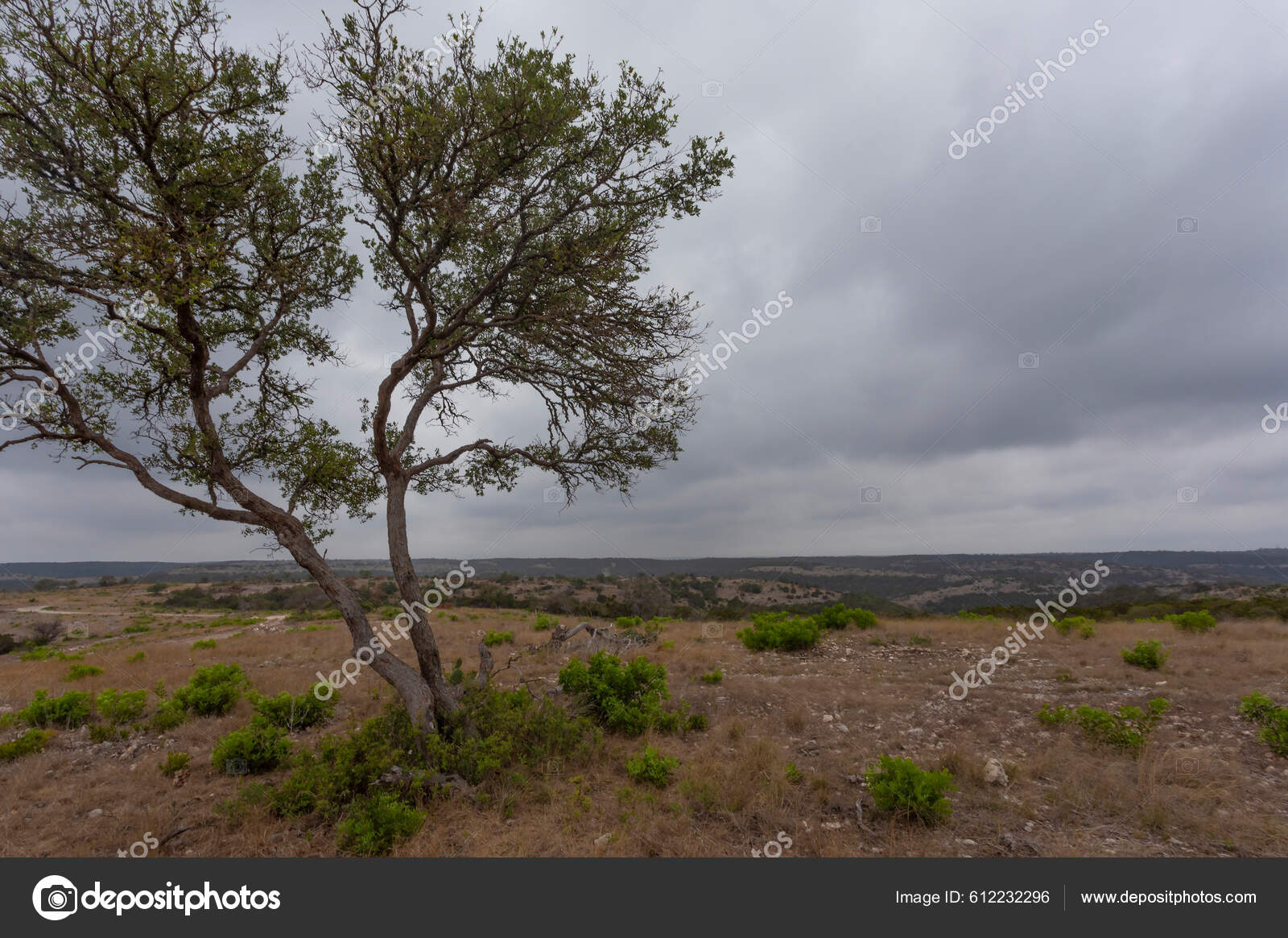 Texas Hill Country Con Árbol Mallas Derecha — Foto de stock #612232296 ...