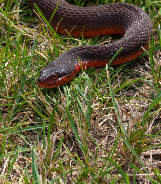Red tail snake Stock Photos, Royalty Free Red tail snake Images ...