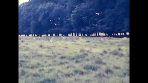 Copenhagen Denmark April 1970 Forest Wild Animals Denmark 70S — Stock ...