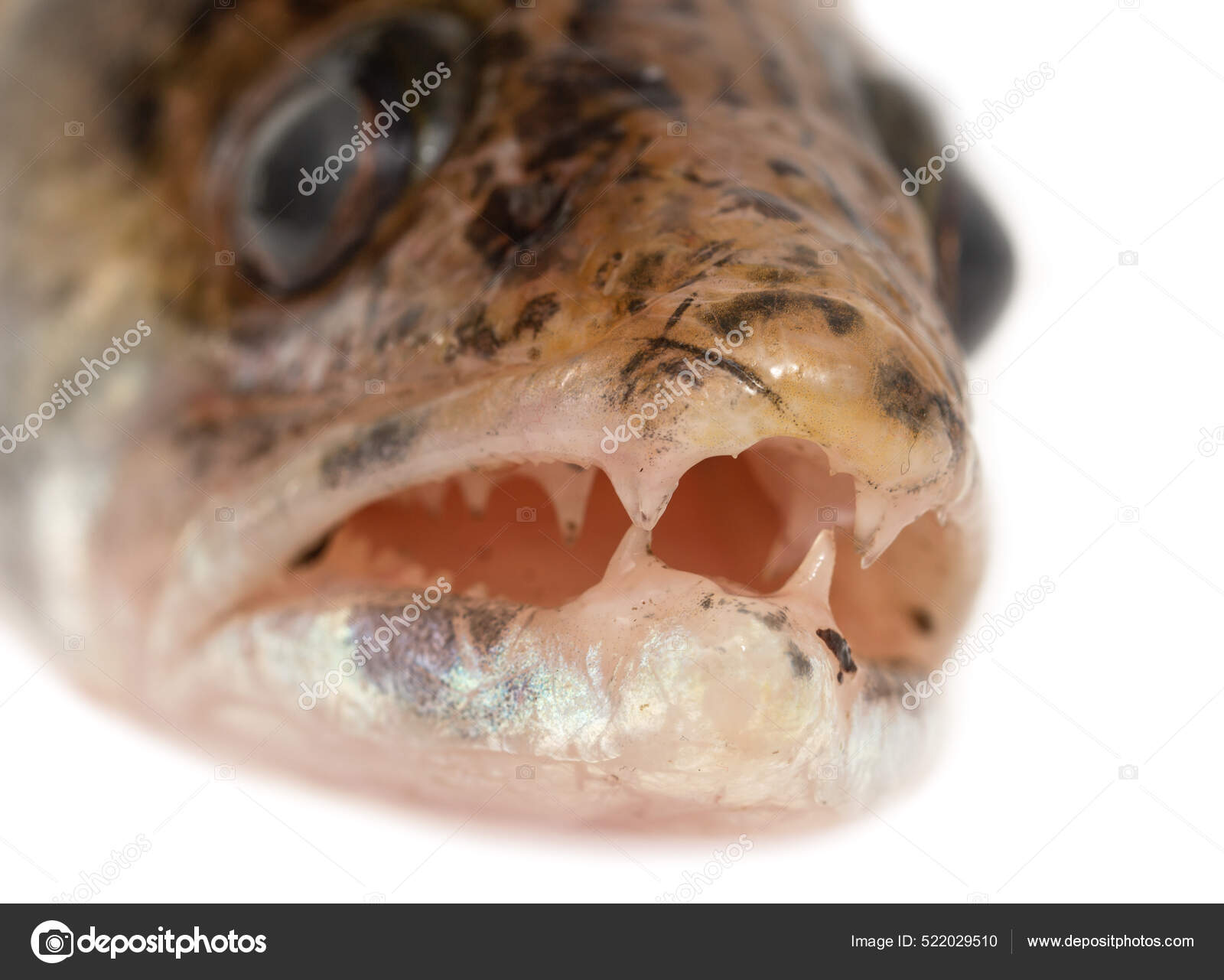 Zander Fish Teeth