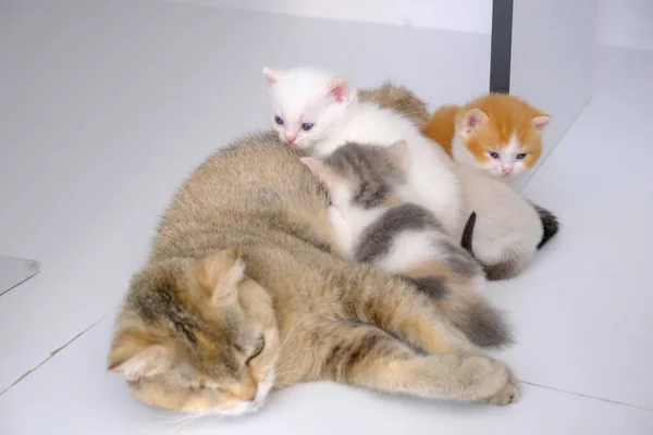 Fotos de Cria de gatinhos, Imagens de Cria de gatinhos sem royalties ...