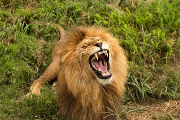 Lion aggressive Stock Photos, Royalty Free Lion aggressive Images ...