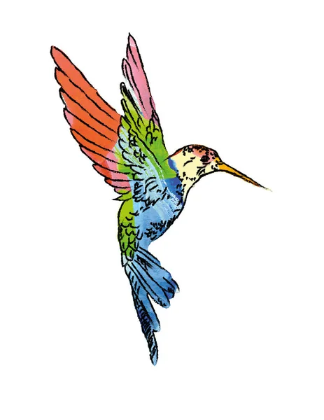 Hummingbird drawing Stock Photos, Royalty Free Hummingbird drawing ...