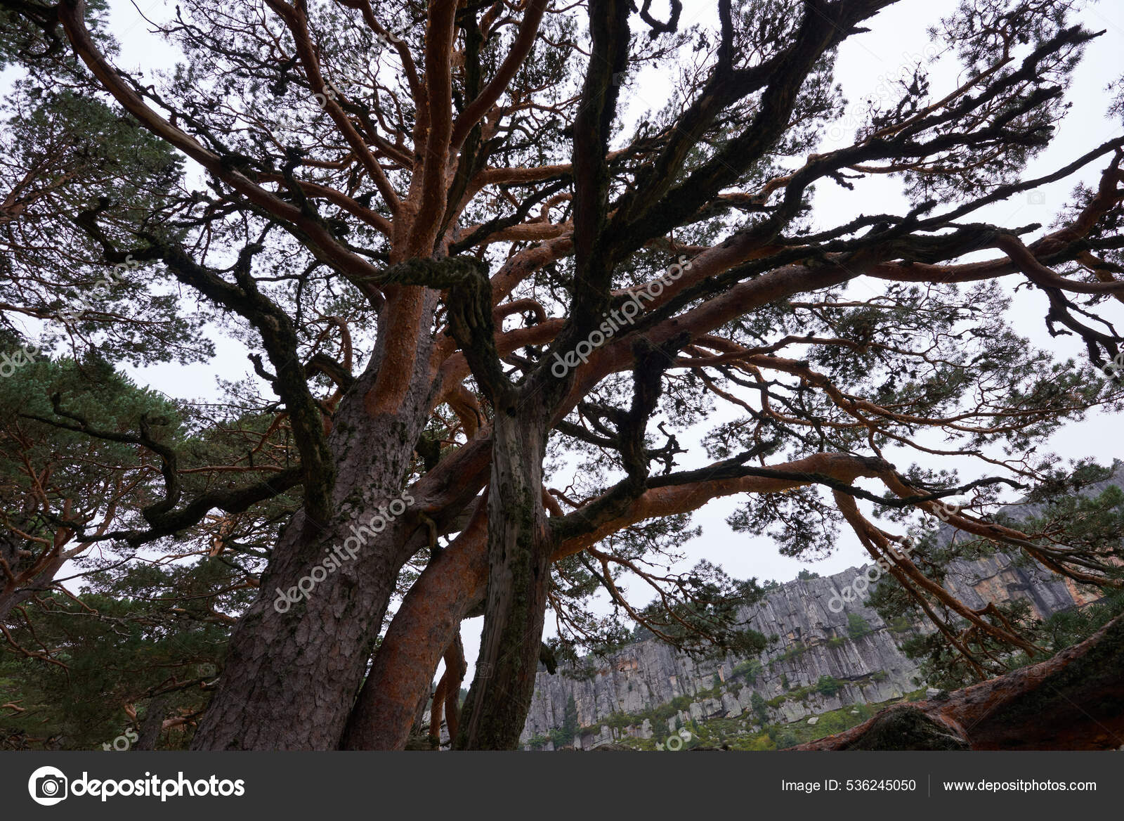 Large Oak Tree Numerous Branches Gray Sky Autumn Stock Photo by ...