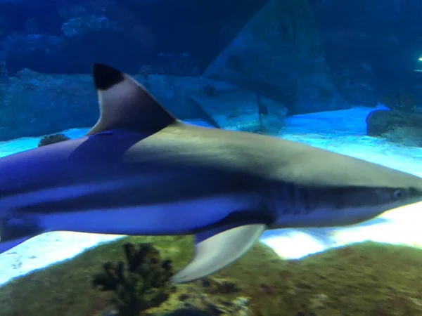 Hiu harimau pasir Stock Photos, Royalty Free Hiu harimau pasir Images ...