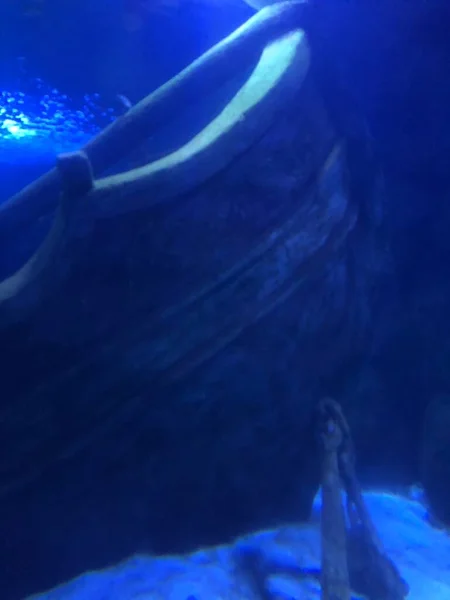 King neptune Stock Photos, Royalty Free King neptune Images | Depositphotos