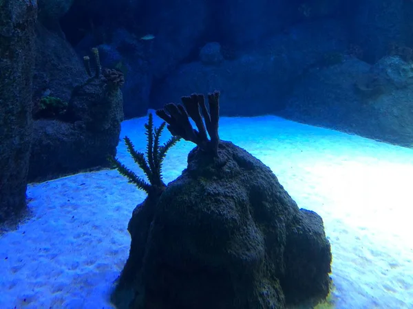 Floating rock aquarium Stock Photos, Royalty Free Floating rock ...