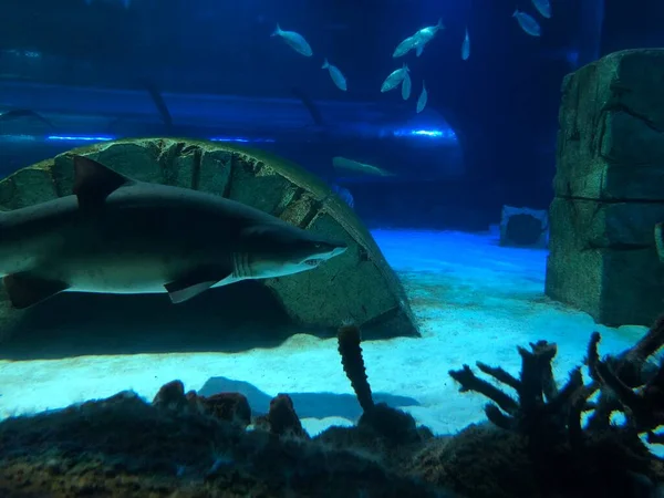 Hiu harimau pasir Stock Photos, Royalty Free Hiu harimau pasir Images ...