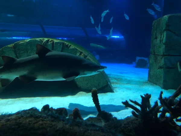 Hiu harimau pasir Stock Photos, Royalty Free Hiu harimau pasir Images ...