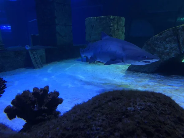 Hiu harimau pasir Stock fotók, Hiu harimau pasir Jogdíjmentes képek ...