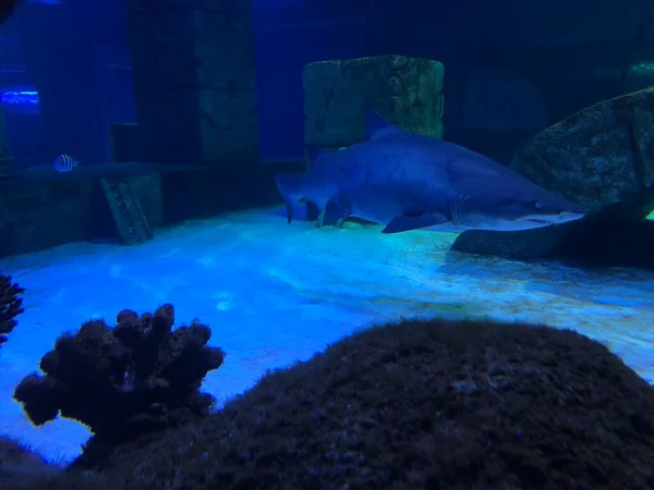 Tanque en el acuario Stock Photos, Royalty Free Tanque en el acuario ...