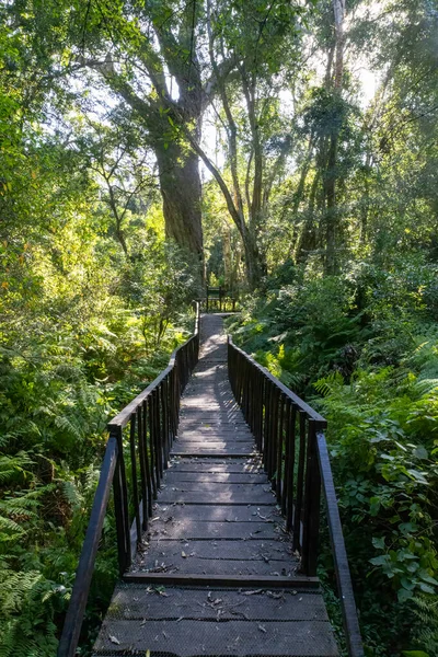 Conocido como el árbol grande de Woodville, este árbol de madera ...