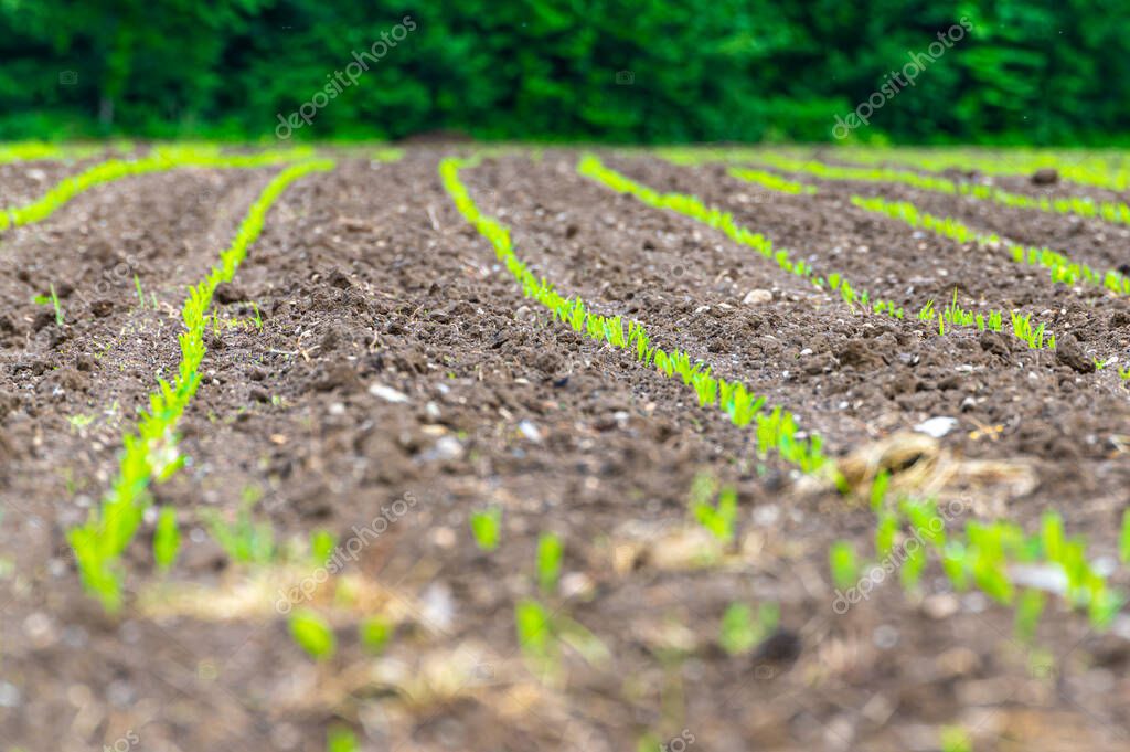 Campo cultivado con ma z. Plantas de ma z reci n germinadas. Escasez de ma z y nuevo cultivo. 2024