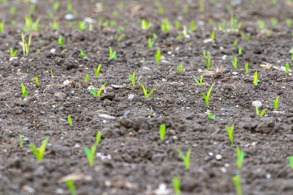 Field cultivated with maize. Newly sprouted maize plants. Maize ...