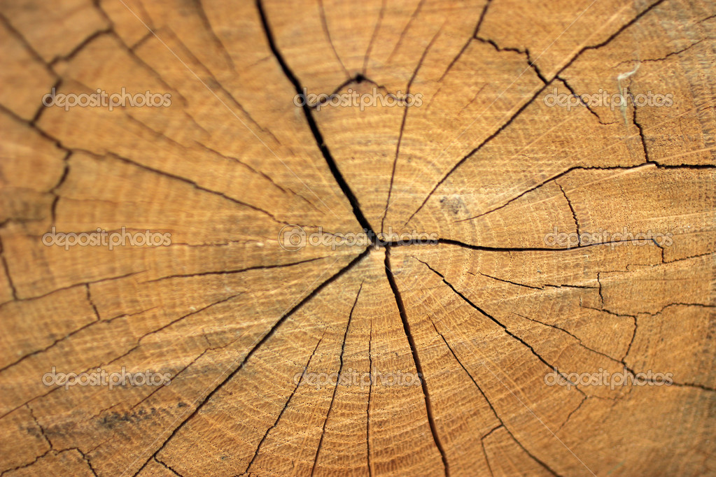 Oak tree year rings — Stock Photo © YarDarStock #48780787