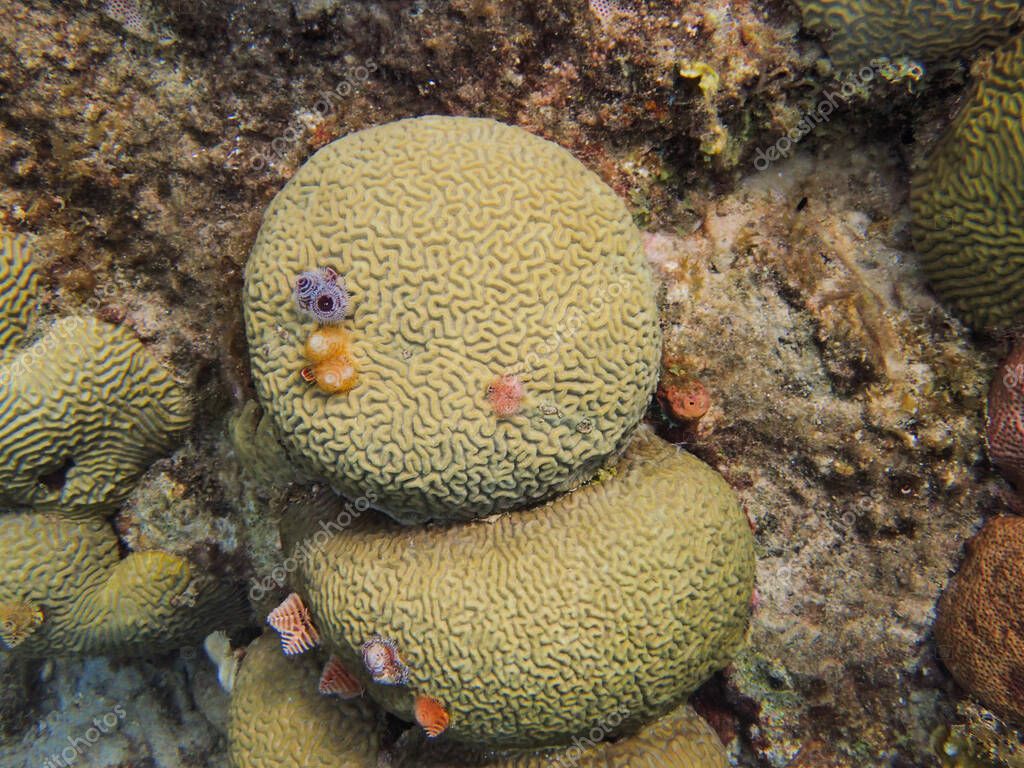 Los corales son invertebrados marinos dentro de la clase Anthozoa del ...