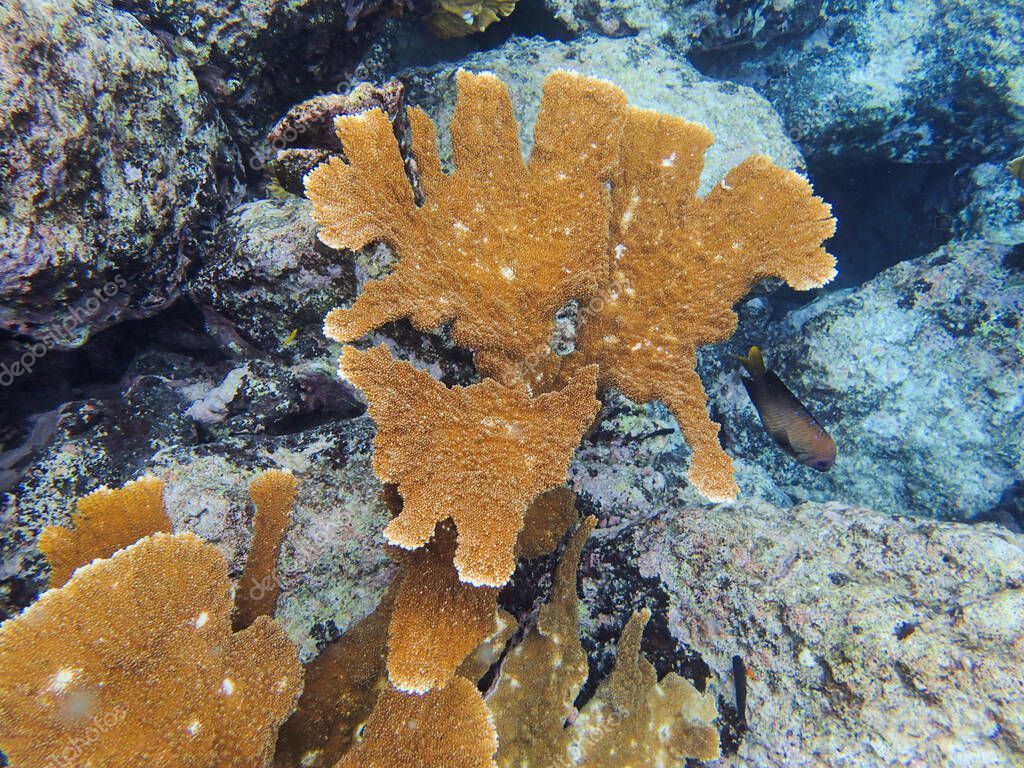 Los corales son invertebrados marinos dentro de la clase Anthozoa del ...