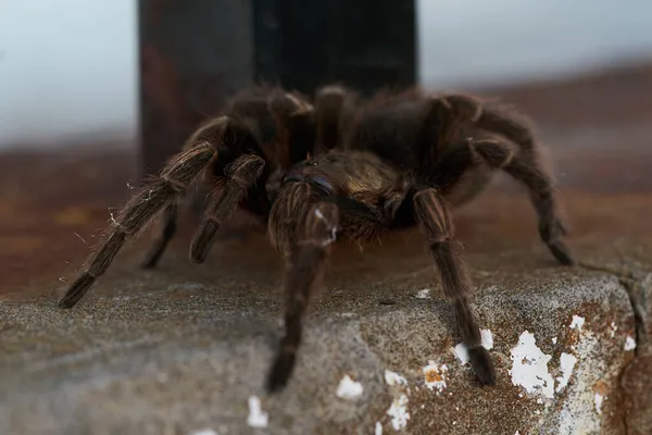 Senpai spider cape Stock Photos, Royalty Free Senpai spider cape Images ...