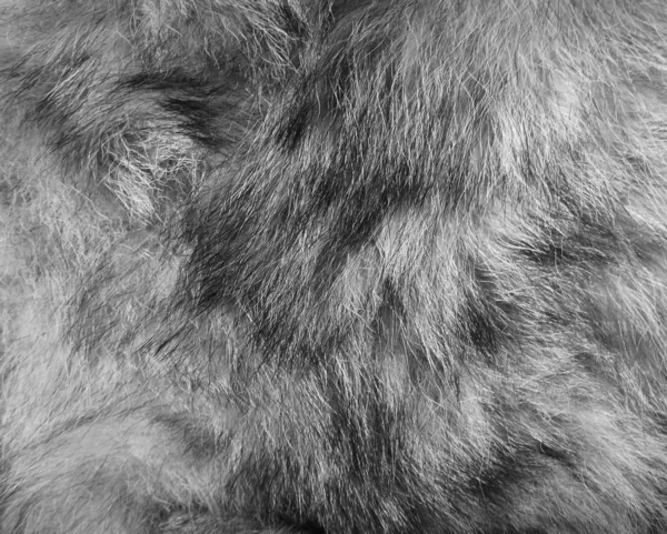 Animal fur. Use for texture or background. - Stock Image - Everypixel