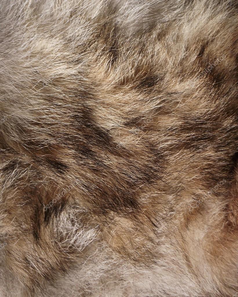 Animal Fur Texture
