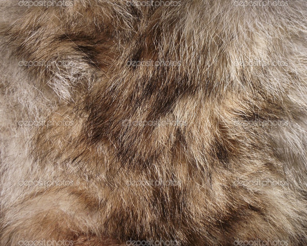 Animal fur. Use for texture or background. Stock Photo by ©Best3d 51285875