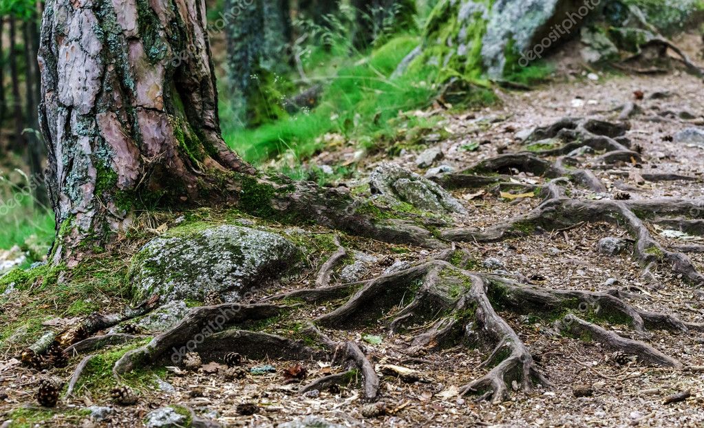Forest road with big tree roots Stock Photo by ©sorokopud 48995387