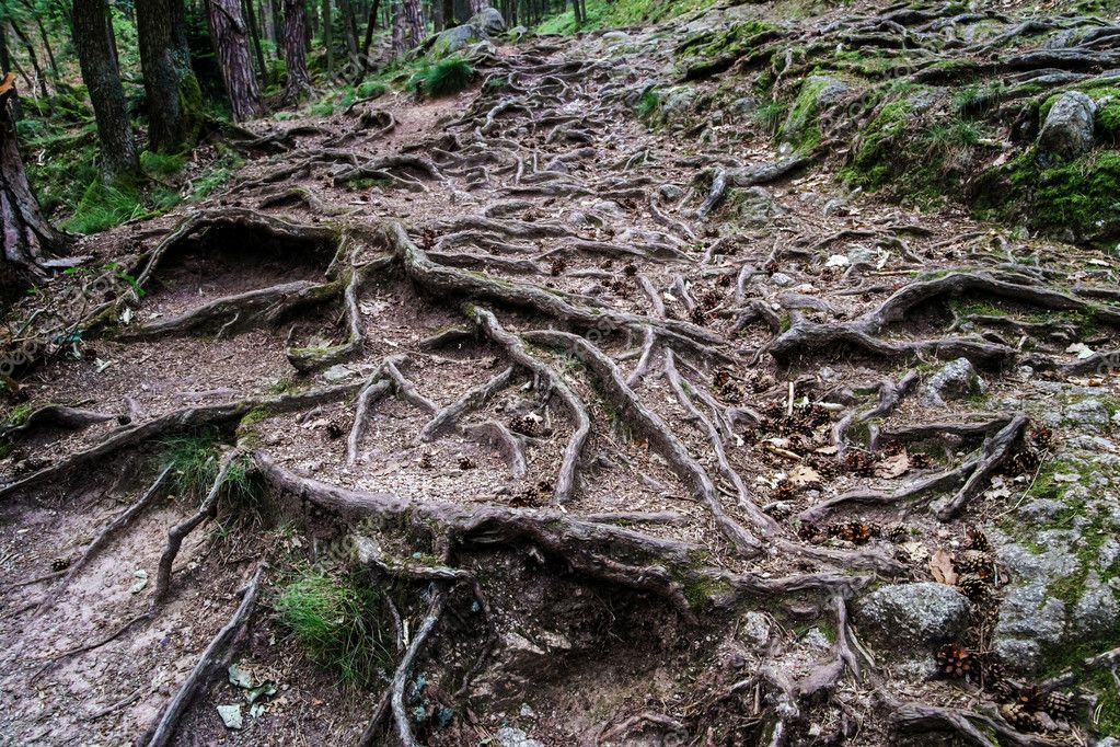 Forest road with big tree roots Stock Photo by ©sorokopud 48995495