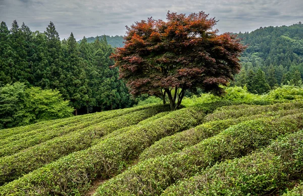 Tea Fields of Green Tea plantation in Boseong town in Jeollanamdo ...